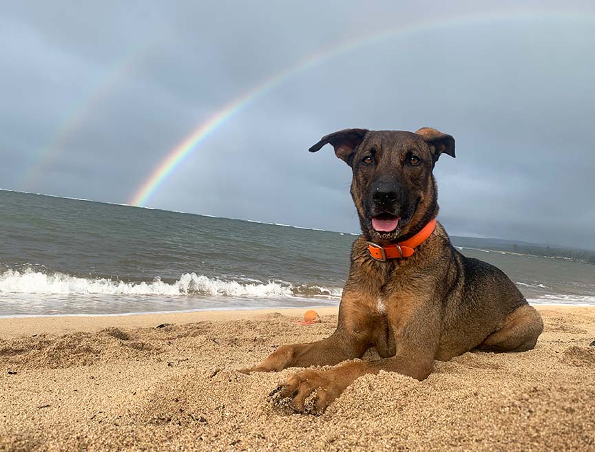 PUPPIES 4 YEAR BIRTHDAY | Country Canine